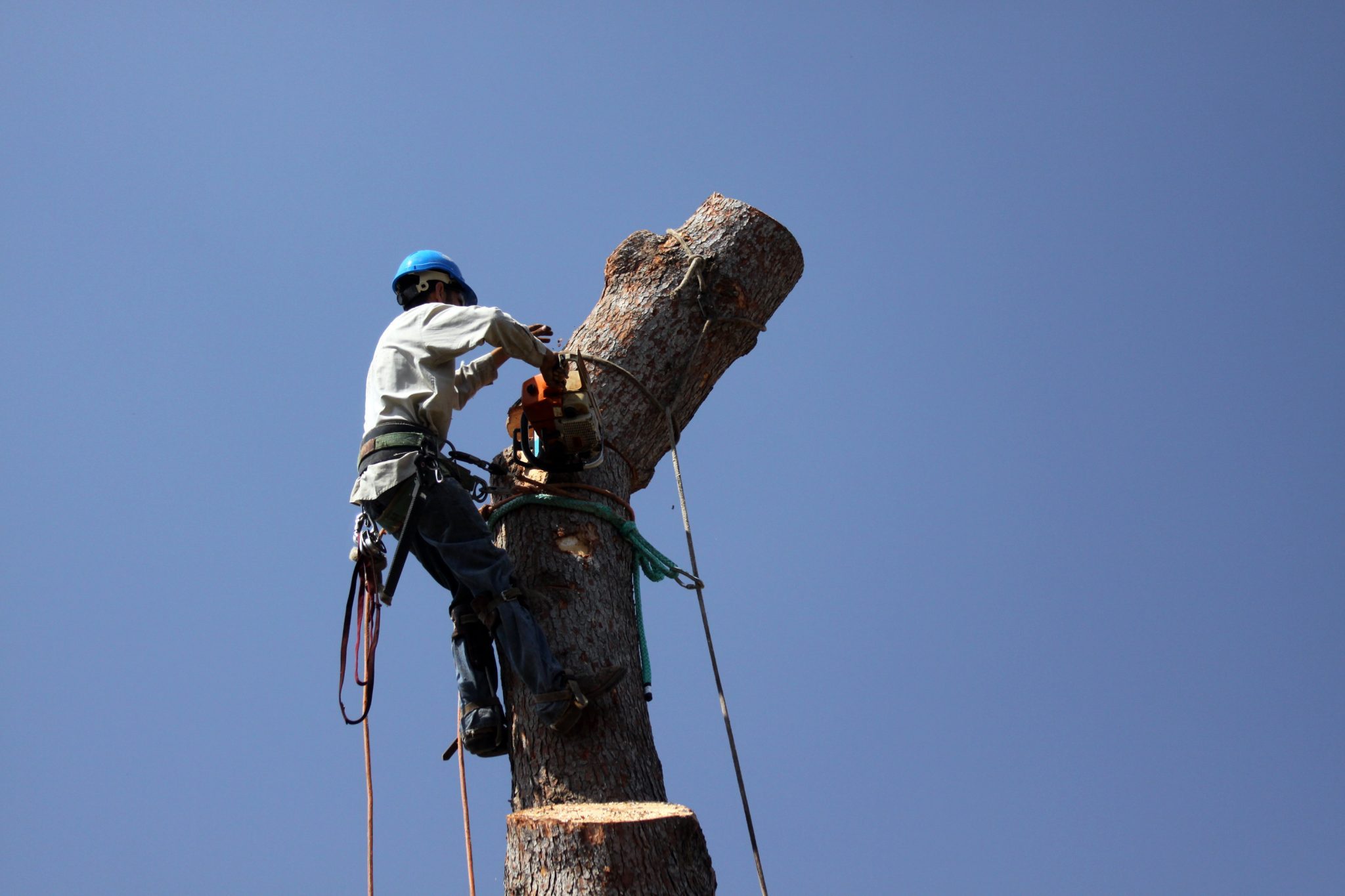 Worker Topping off top of tree - Tree Removal & Tree Services - Mercer ...