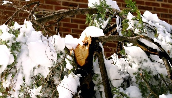 Snow Damages Trees - Tree Removal & Tree Services - Mercer County, NJ ...